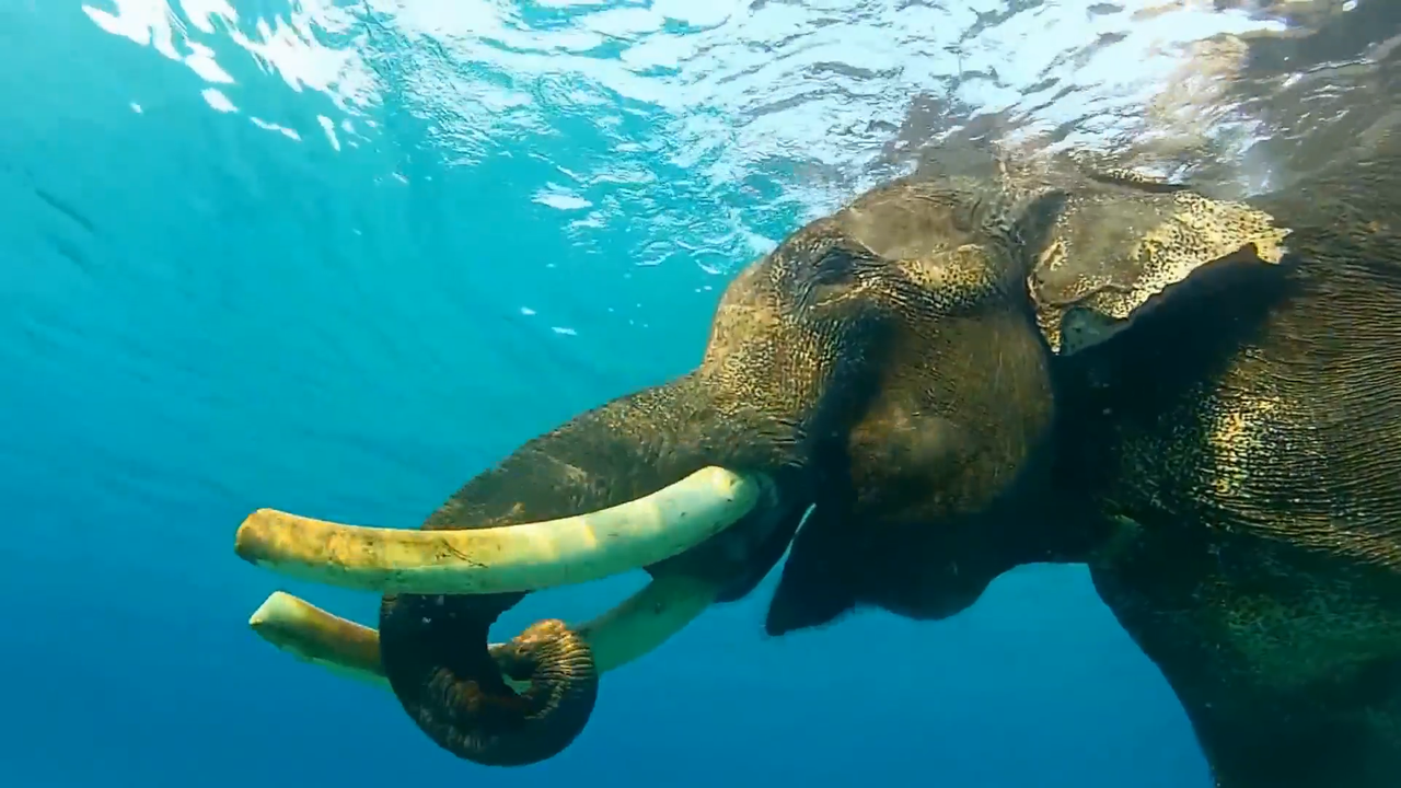 Pod vodou vypadá všechno krásně a ladně, i obrovský slon | Stream