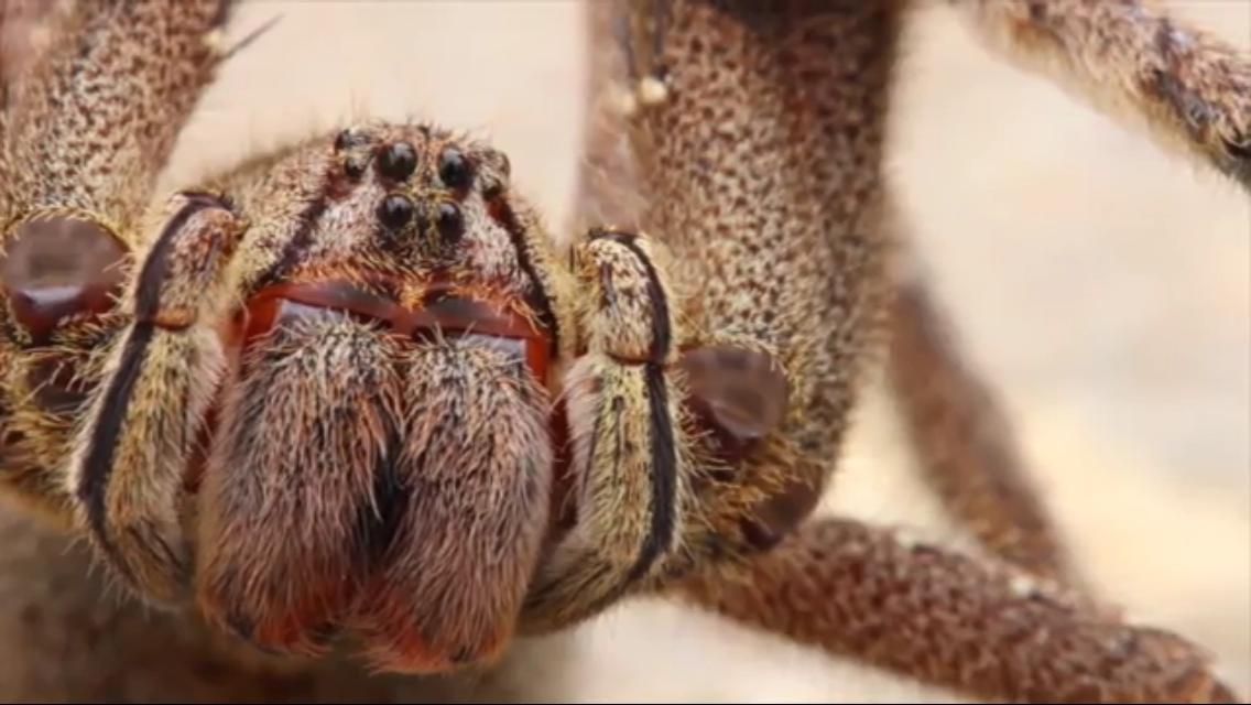 Nejjedovatější pavouk | Stream