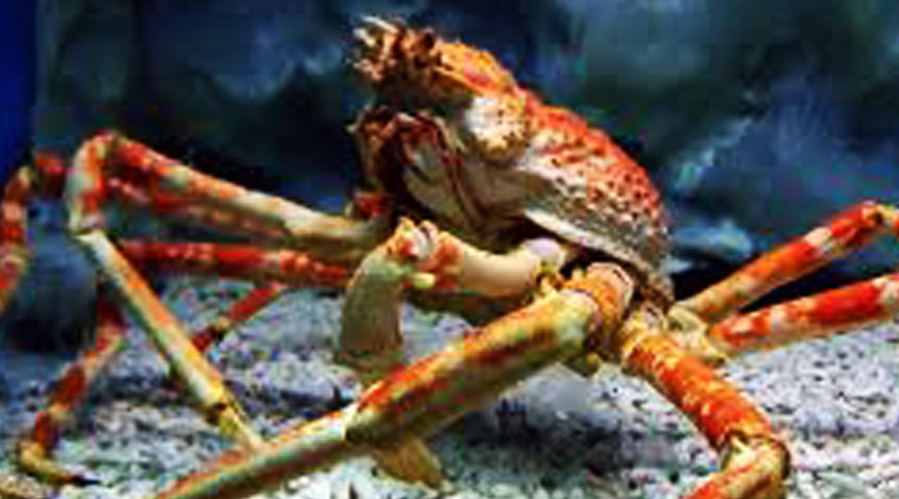 Největší krab na světě. Chtěli byste ho potkat na dovolené? | Stream