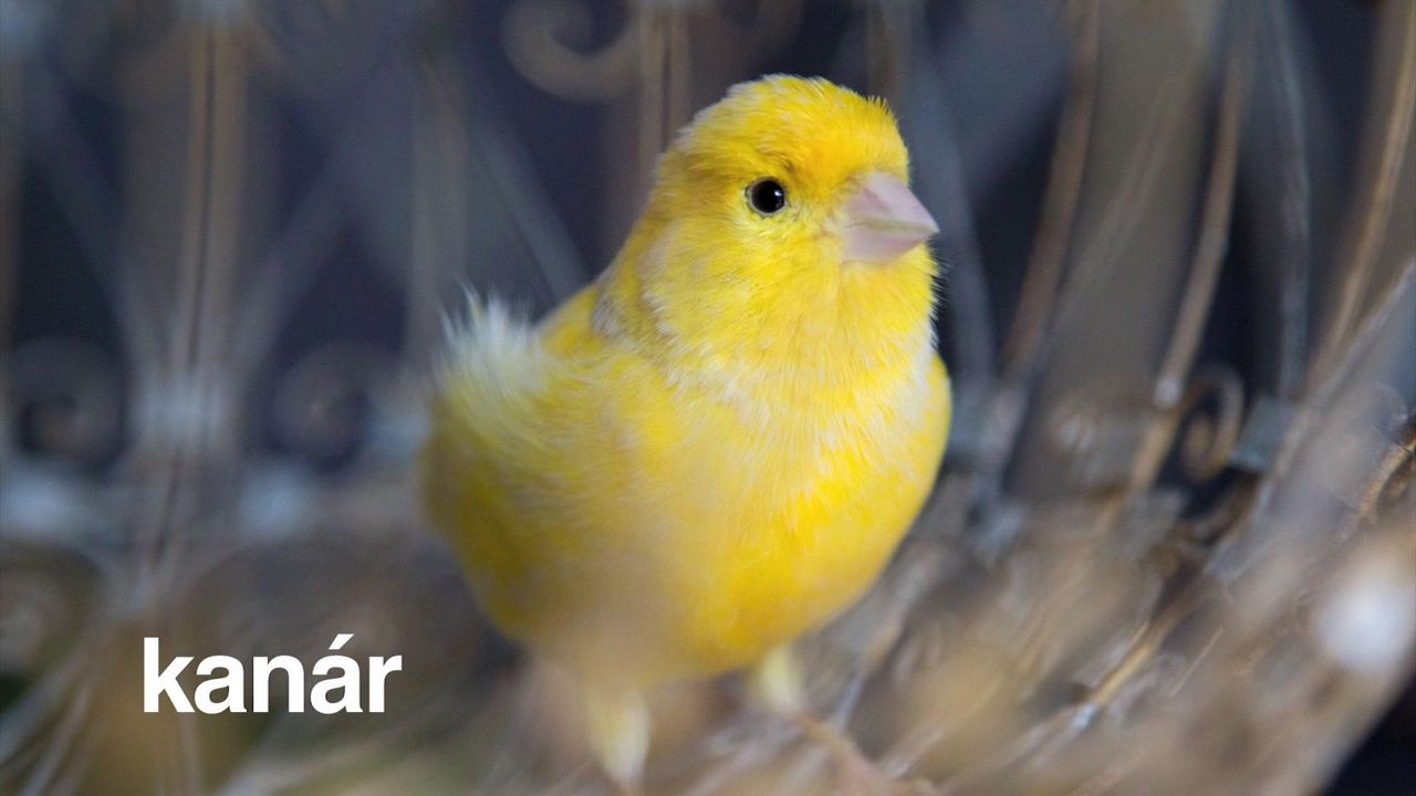 Kanár. Jak se tuleni prosadili v tenisu | Stream