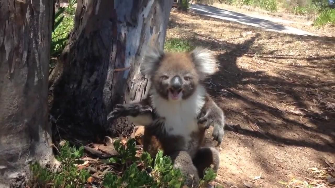 Vzteklá koala | Stream