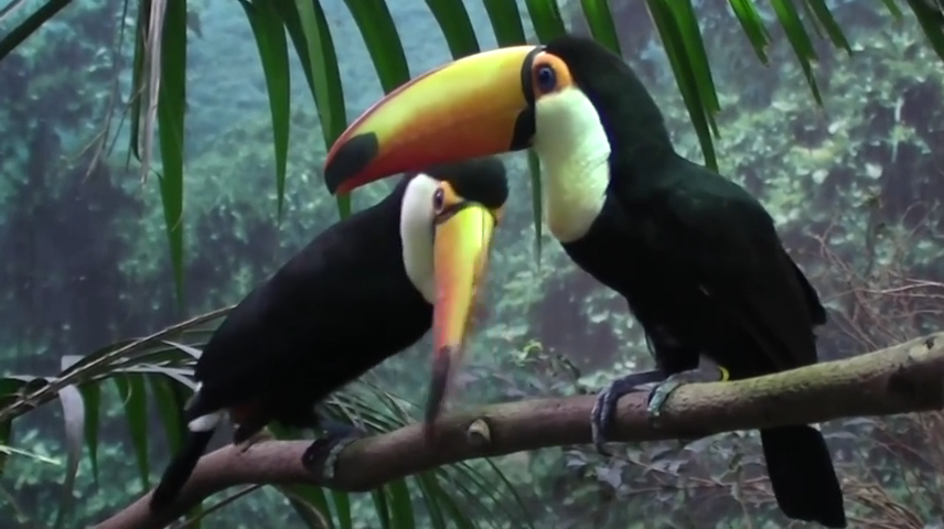 Kdo má zobák tak velký, že kvůli němu nemůže létat? Ťuk ťuk, je tu ...