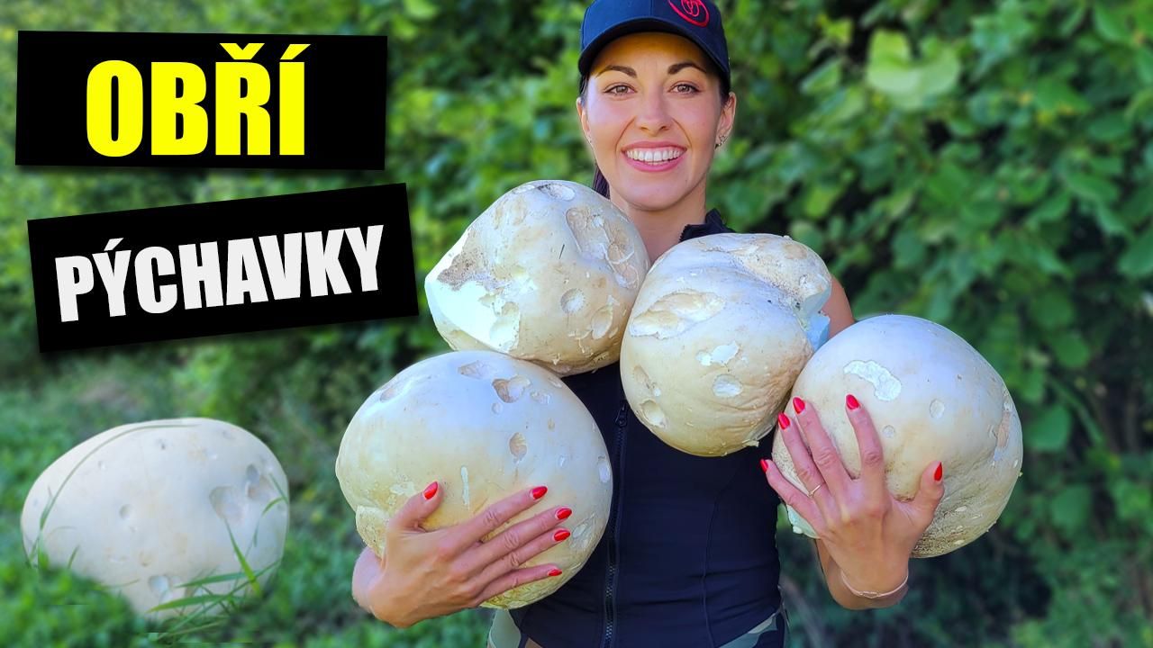 Pýchavka obrovská: Naše největší houba právě roste ve velkém | Stream