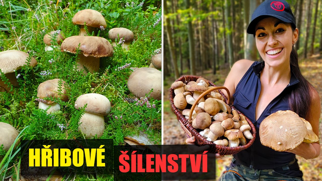 Jak poznat hřib dubový a hřib smrkový | Šumavská houbička | Stream