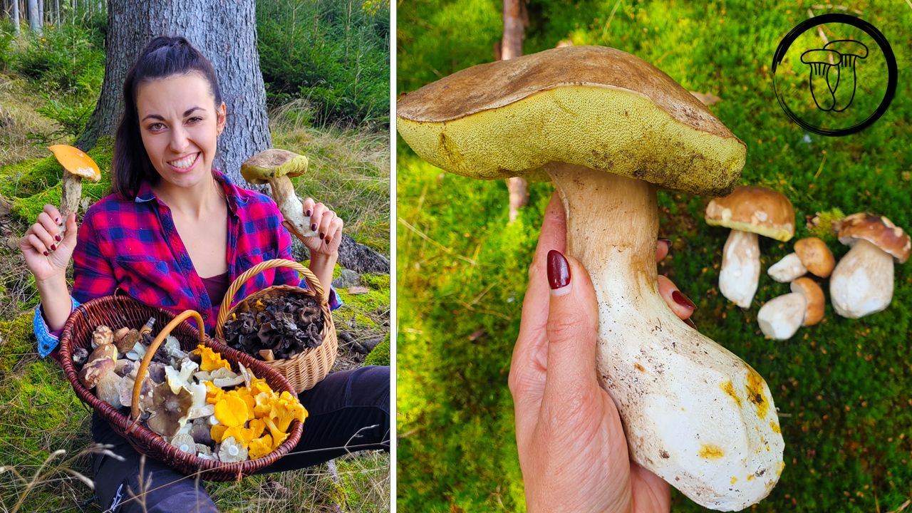Houbaření a druhy hub | Šumavská houbička | Stream