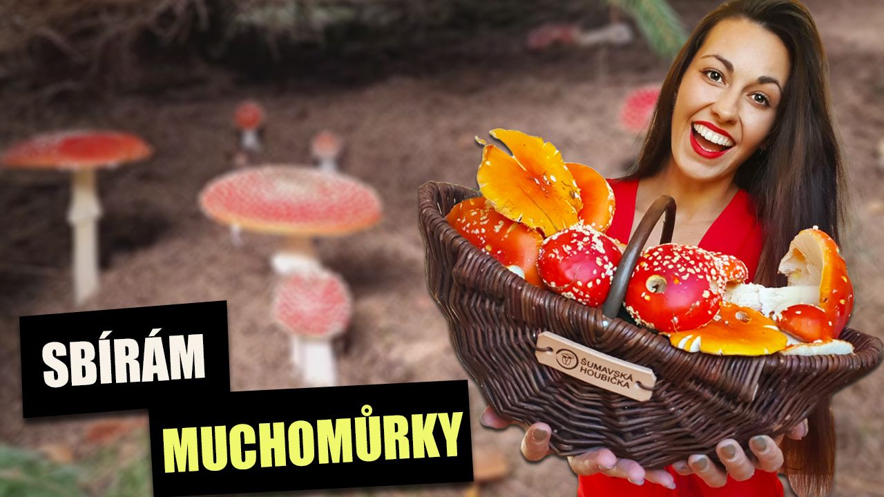 Muchomůrka červená na bolavé klouby | Stream