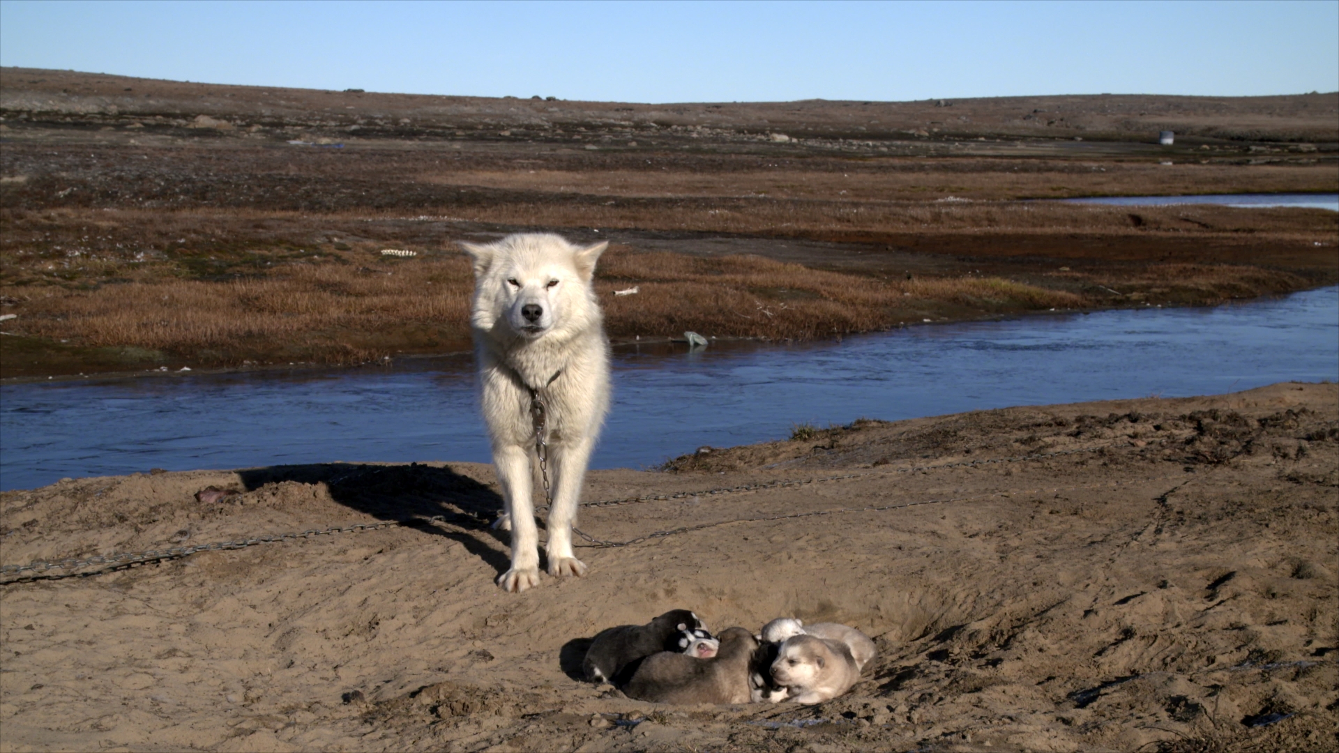 Tajemství Arktidy (4) | TV Program