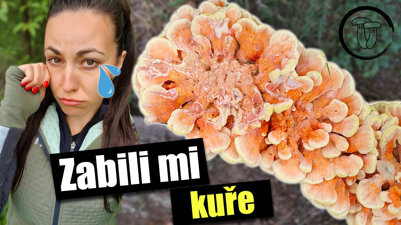 Začala sezóna „kuřecího masa z lesa“. Nasbírejte si sírovec ...