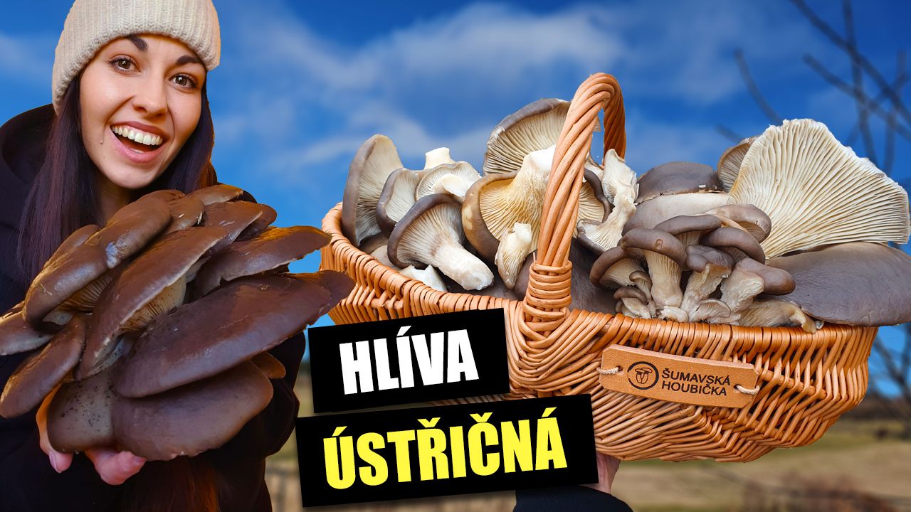 Hlíva ústřičná: Zázračná houba právě roste | Stream
