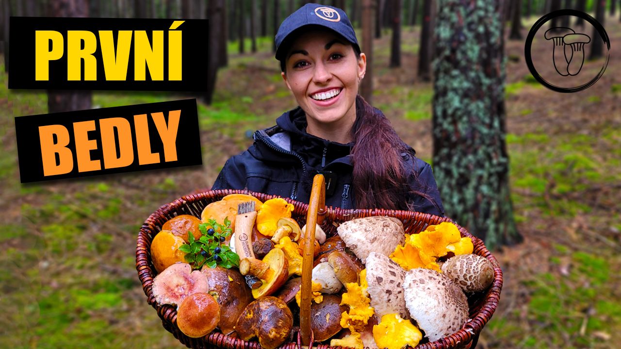 Bedly a první hřiby na Šumavě. Pokochejte se i nálezy klouzků a ryzců ...