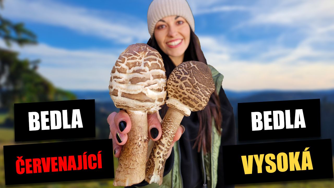 Bedla červenající a bedla vysoká. Naučte se je od sebe rozeznat | Stream