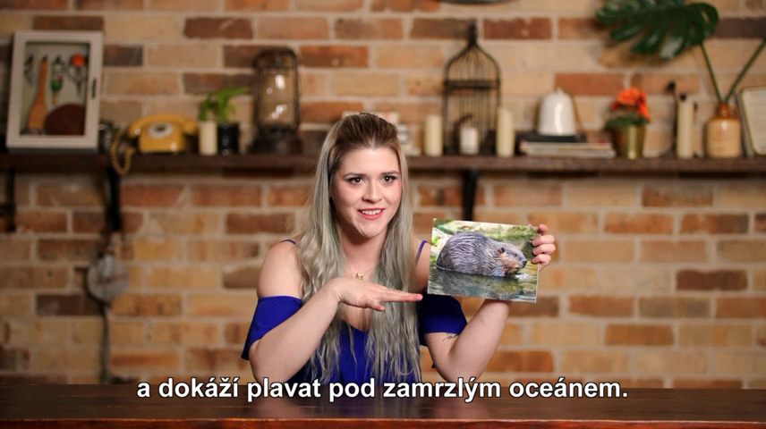 Cizinci poznávají zvířata z české přírody. Nic horšího, jste ještě ...