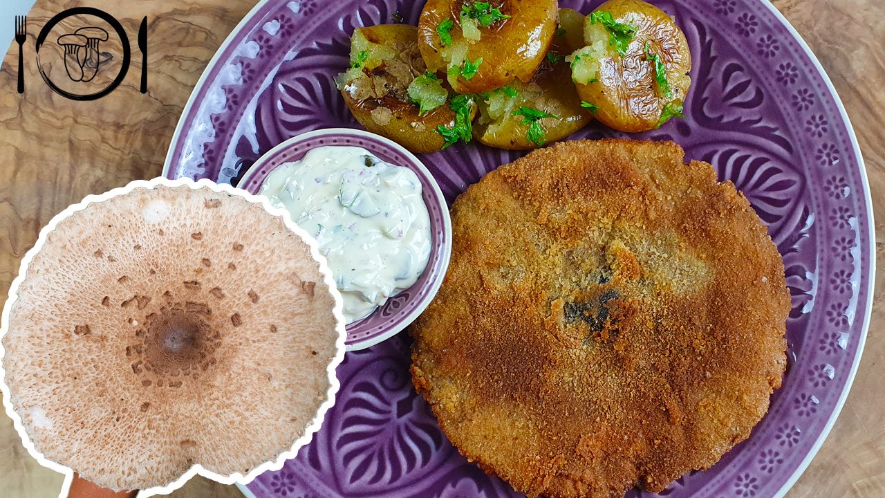 Bedla vysoká řízky recept | Šumavská houbička | Stream