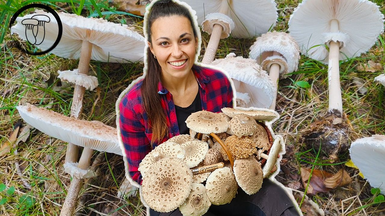 Bedla vysoká | Stream