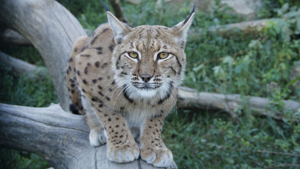 Rys | Rys ostrovid | Zoo Hluboká | Stream